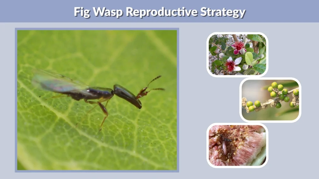 Fig Wasp: Size, Color, Habitat, Behavior, and Complete Life Profile