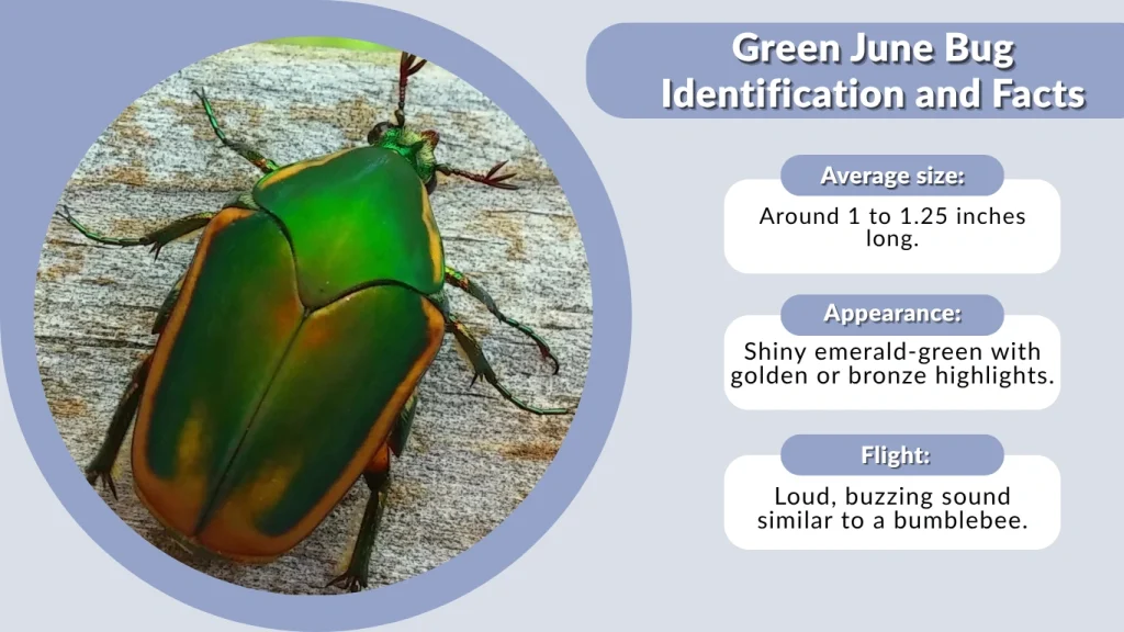Green June Bug: Identification, Life Cycle, Diet and Control Tips