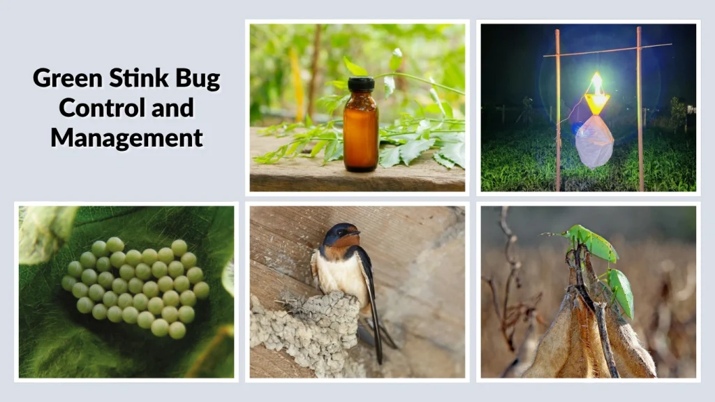 Green Stink Bug: Identification, Habitat, and Control Guide