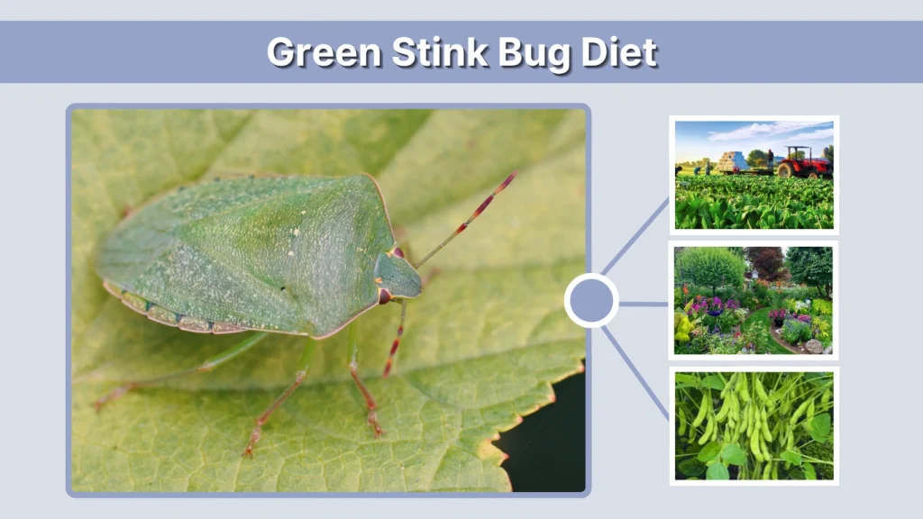 What Do Stink Bugs Eat? Diet, Habits, and Survival Indoors & Outdoors