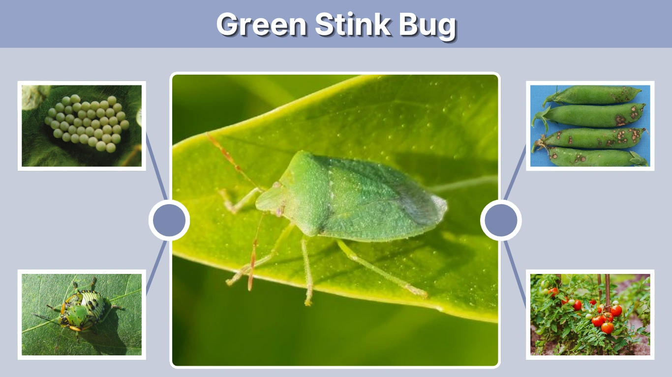 Green Stink Bug: Identification, Habitat, and Control Guide