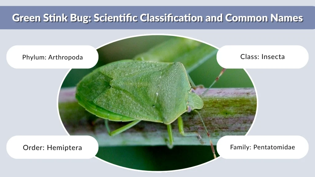 Green Stink Bug: Identification, Habitat, and Control Guide