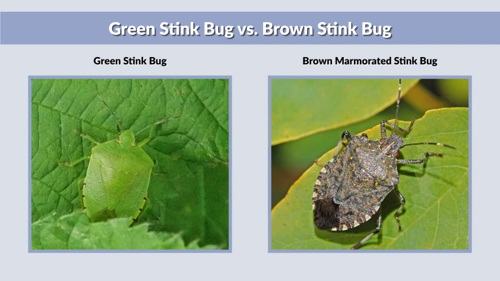 Green Stink Bug: Identification, Habitat, and Control Guide