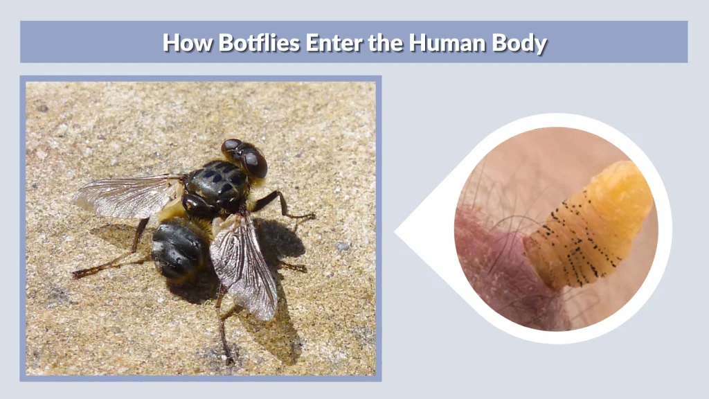 Human Botfly Infestation: Symptoms, Removal, and Prevention