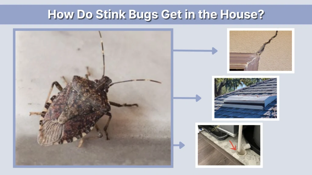 Stink Bugs in the House: Causes, Prevention, and Effective Removal