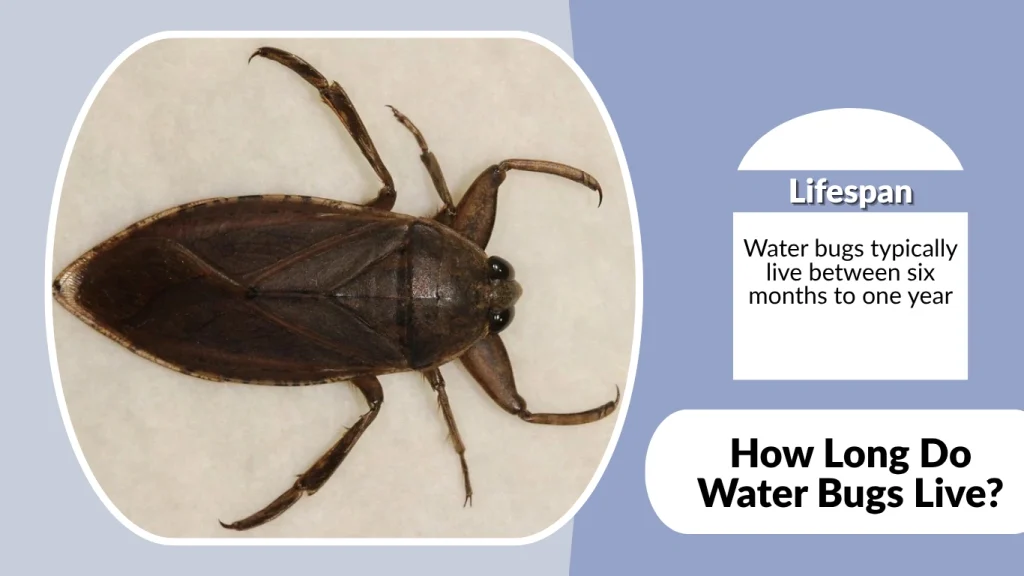 Where Do Water Bugs Live: Habitats, Lifespan, and Survival Facts