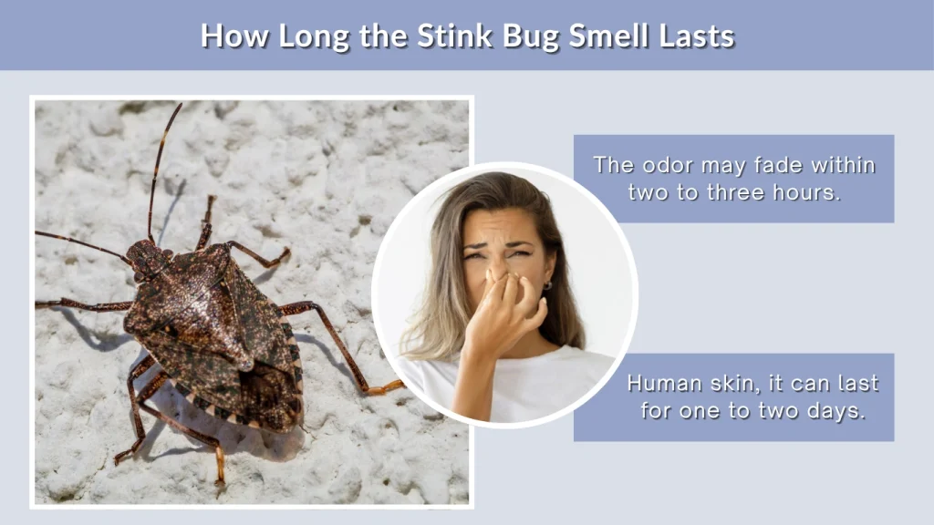 What Do Stink Bugs Smell Like and How to Get Rid of the Odor