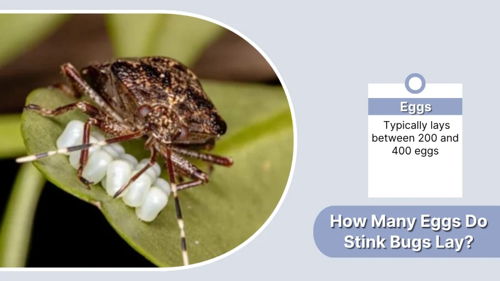Stink Bug Eggs: Identification, Appearance, and How to Get Rid of Them