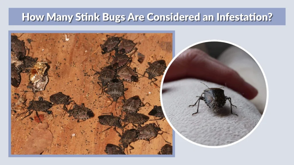 Stink Bug Infestation: Causes, Signs, and How to Get Rid of Them
