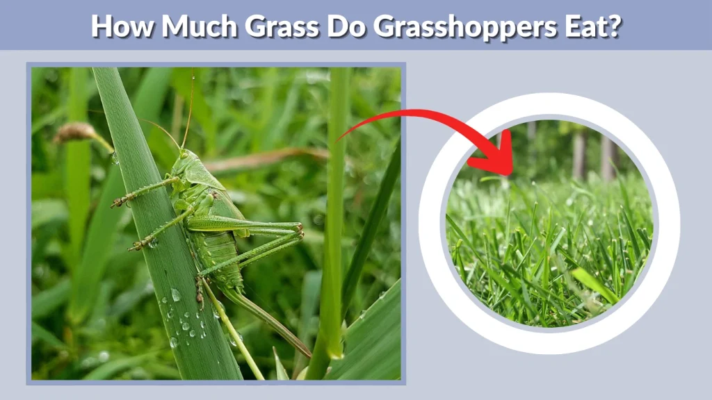 Do Grasshoppers Eat Grass? Types, Behavior, and Feeding Facts