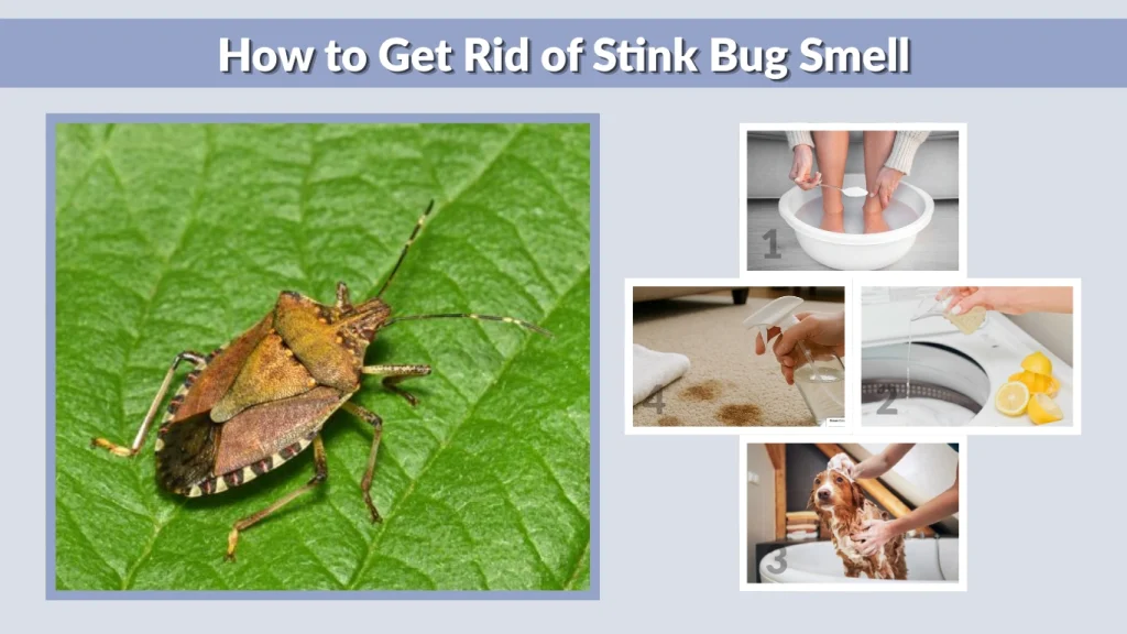 How to Get Rid of Stink Bugs: Effective Methods for Home, Garden, and Outdoors