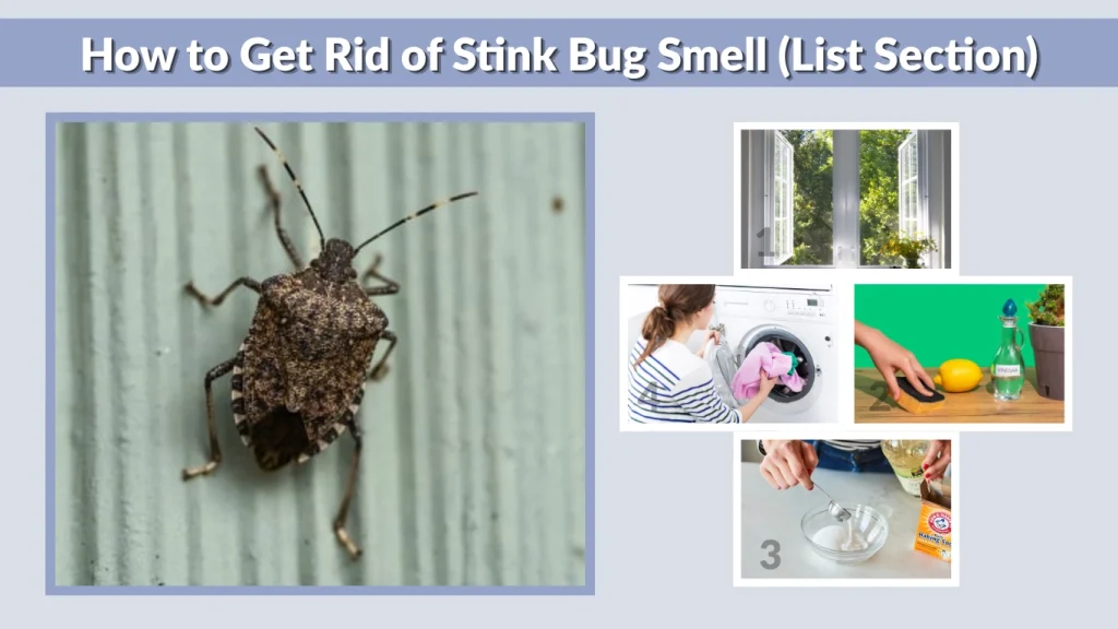 What Do Stink Bugs Smell Like and How to Get Rid of the Odor
