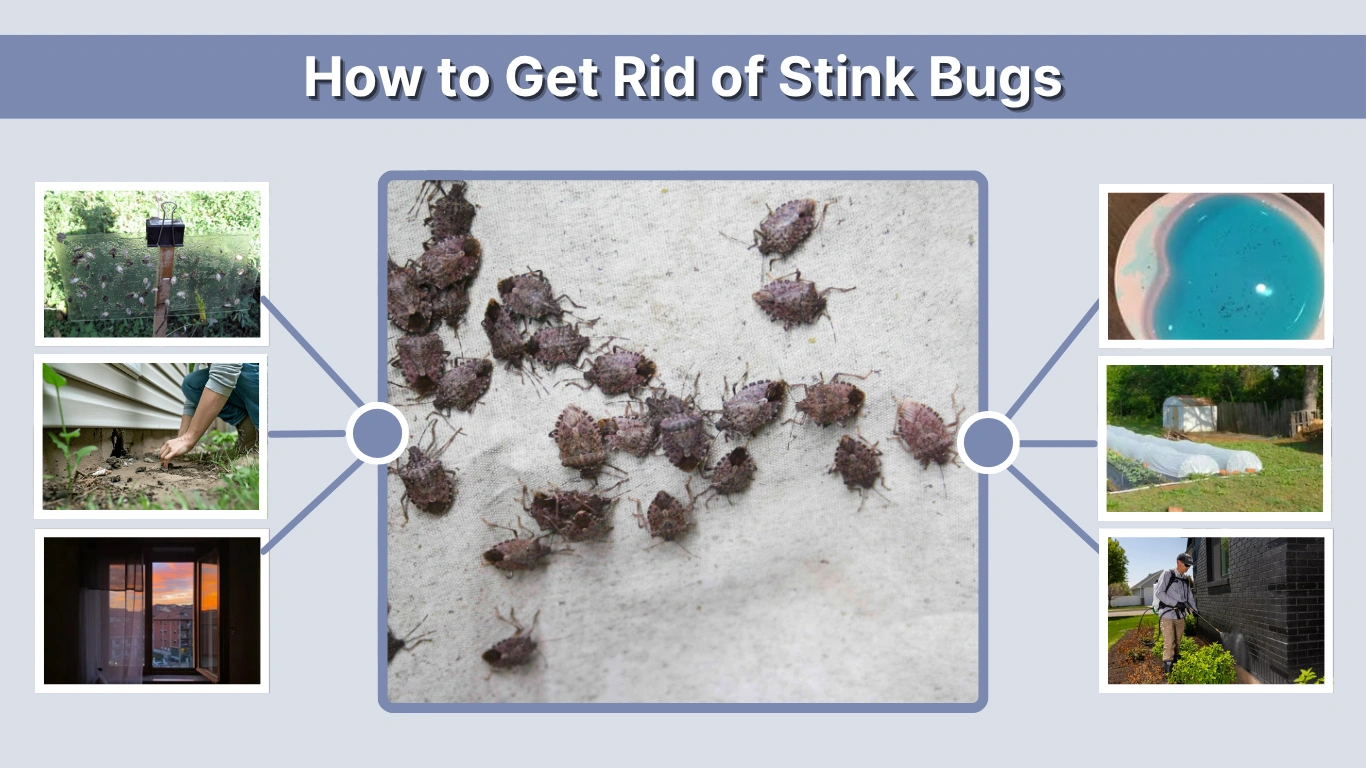 How to Get Rid of Stink Bugs: Effective Methods for Home, Garden, and Outdoors