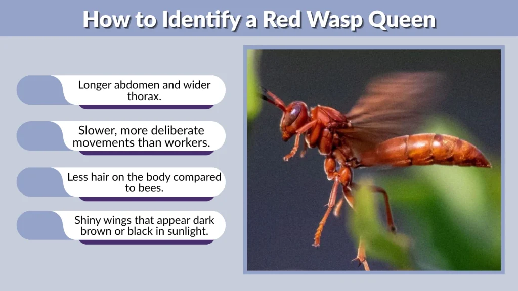 Red Wasp Queen: Identification, Role, and Nest Behavior