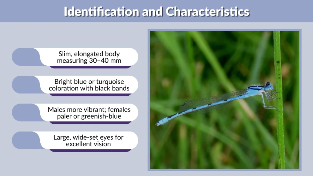 Blue Damselfly: Identification, Habitat, and Symbolism