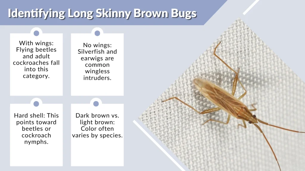 Long Skinny Brown Bugs in House: Identification, Causes & Removal