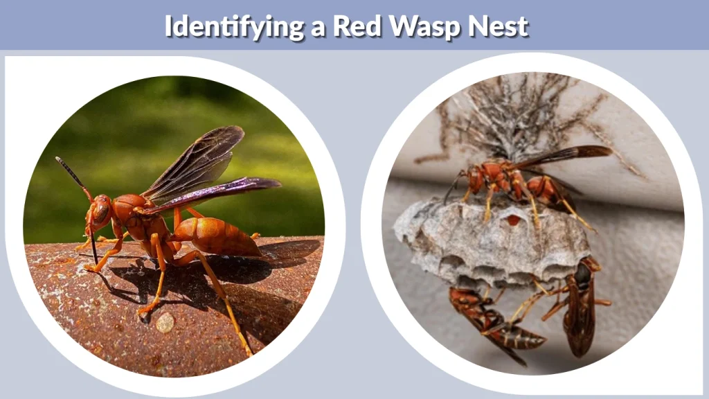 Red Wasp Nest: Identification, Location, and Safe Removal Guide