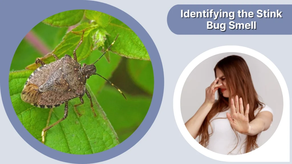 What Do Stink Bugs Smell Like and How to Get Rid of the Odor