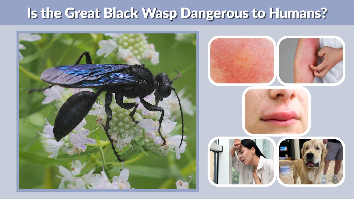 Is the Great Black Wasp Dangerous to Humans? Facts & Safety