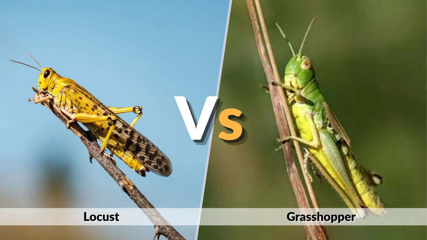 Locust vs Grasshopper: Key Differences, Facts, and Comparison