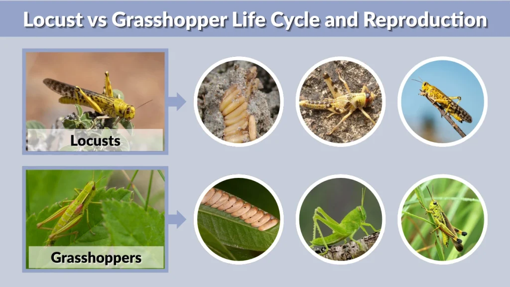 Locust vs Grasshopper: Key Differences, Facts, and Comparison