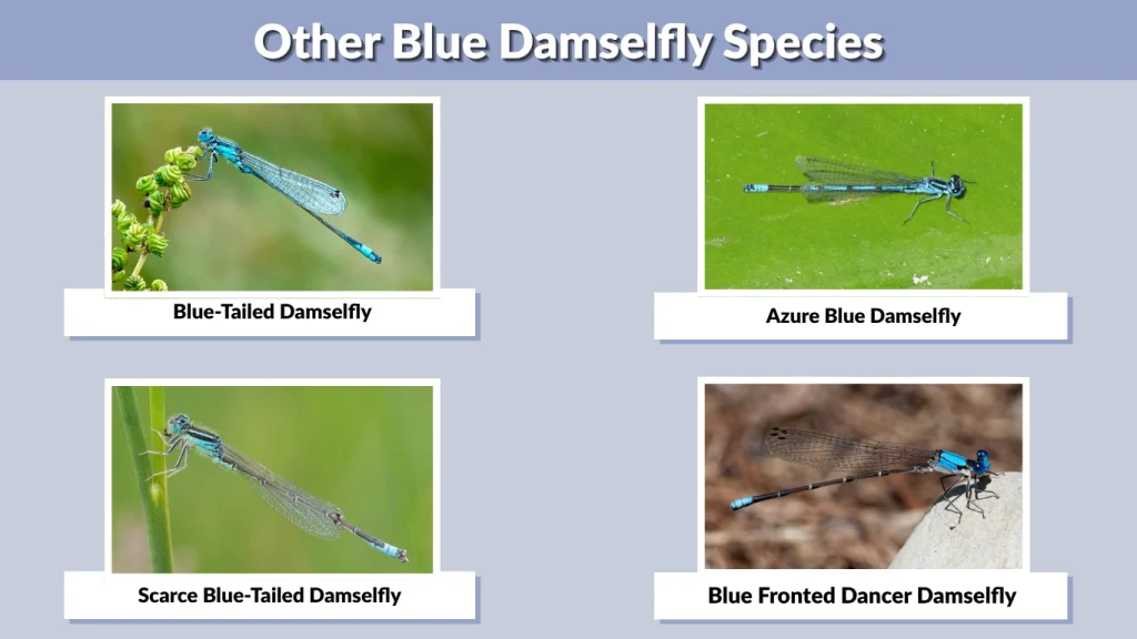 Blue Damselfly: Identification, Habitat, and Symbolism