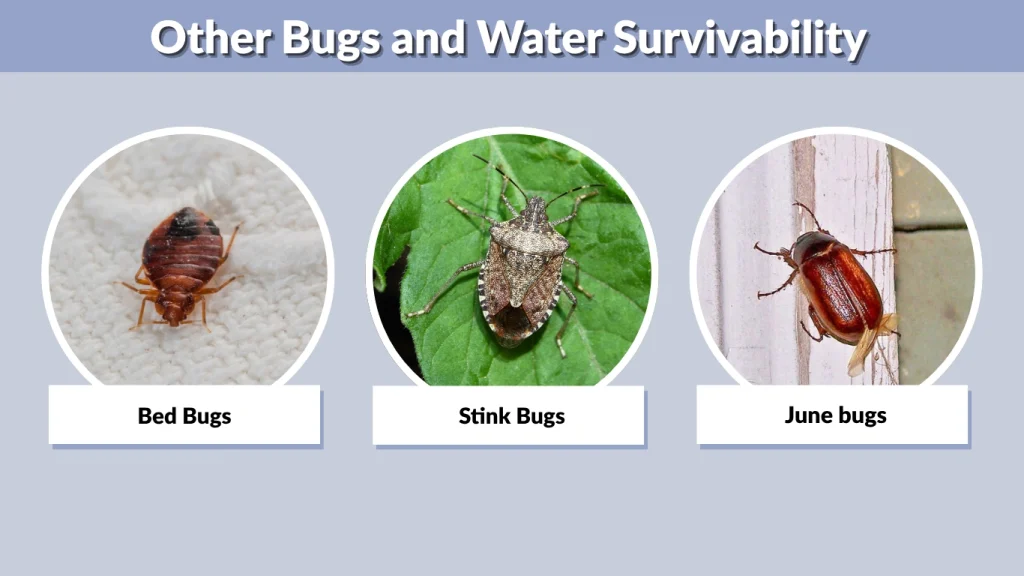 Where Do Water Bugs Live: Habitats, Lifespan, and Survival Facts