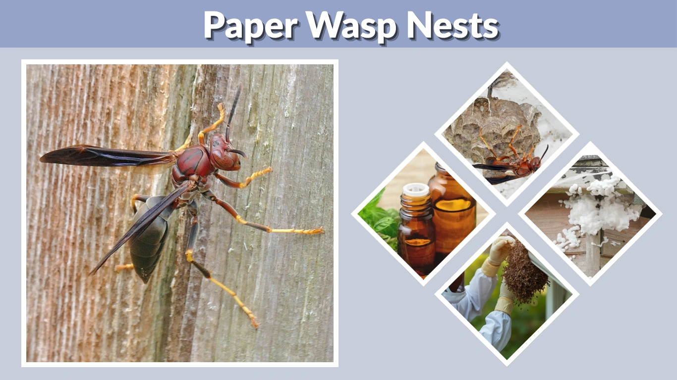 Paper Wasp Nests: Identification, Removal, and Prevention