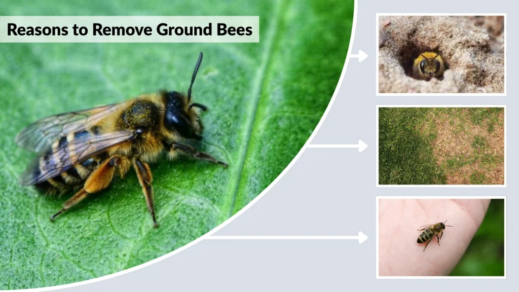 How to Get Rid of Ground Bees Naturally and Safely