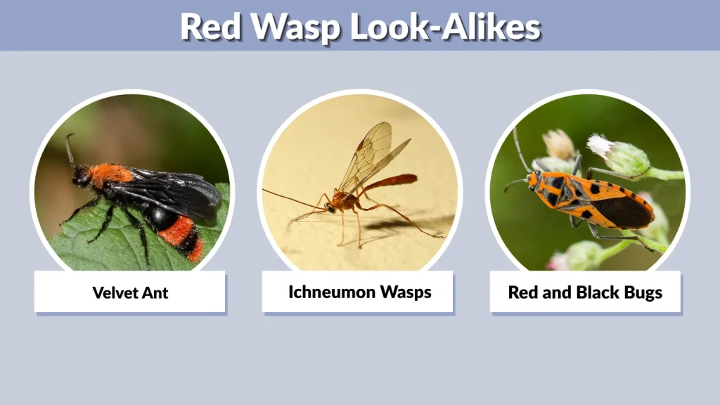 What Do Red Wasps Look Like: Identification, Similar Insects, and Sting