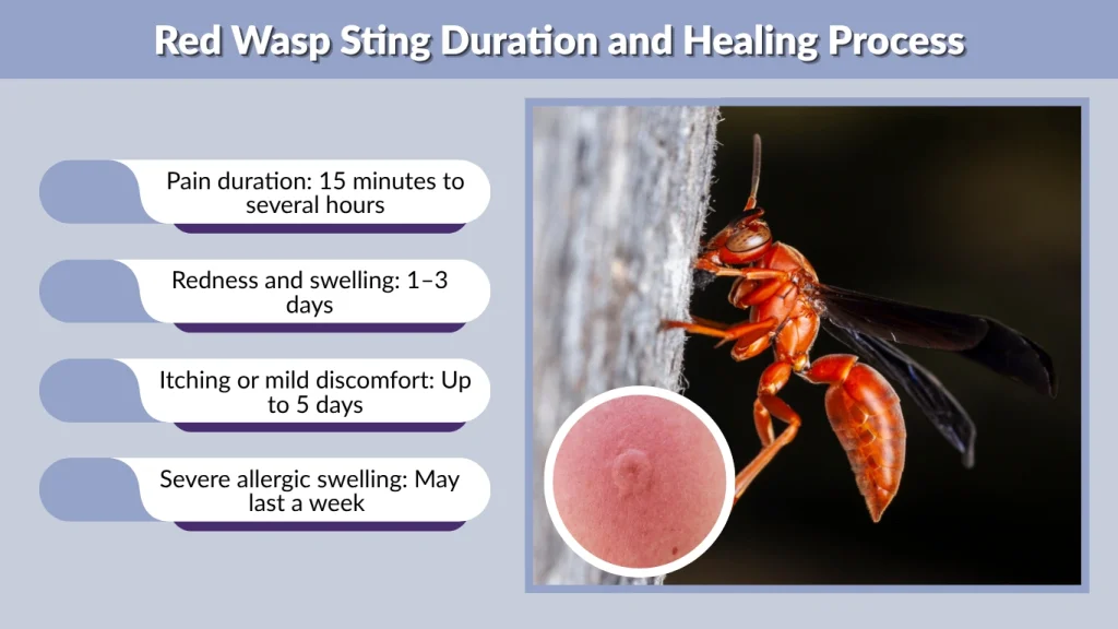 Red Wasp Sting: Identification, Symptoms, Pain & Treatment