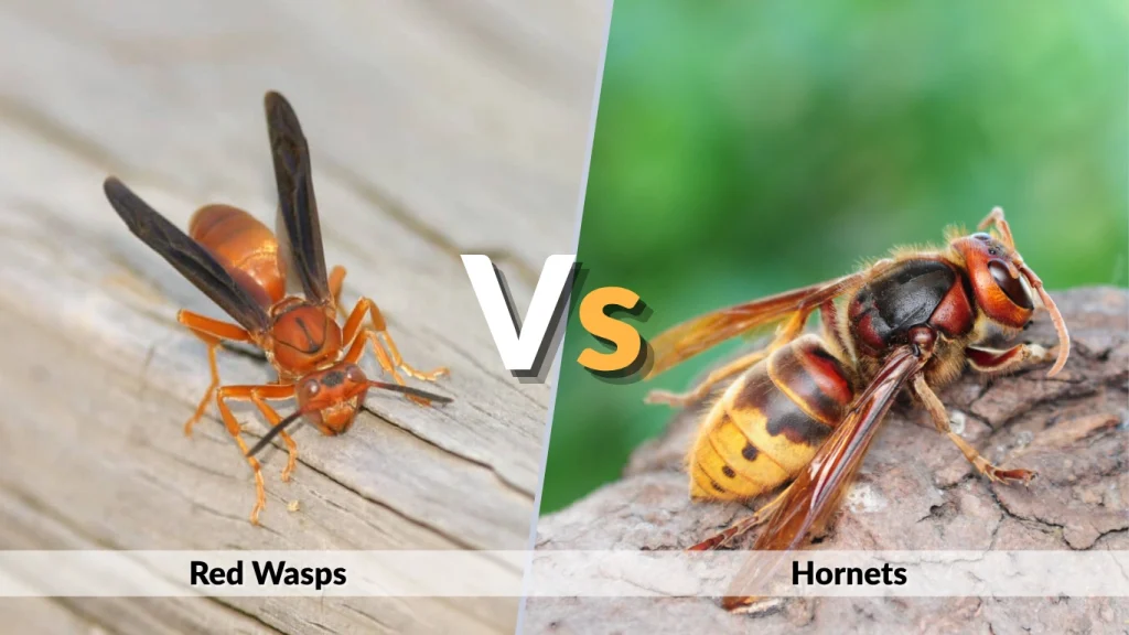 Are Red Wasps Aggressive or Dangerous? Behavior and Safety Explained