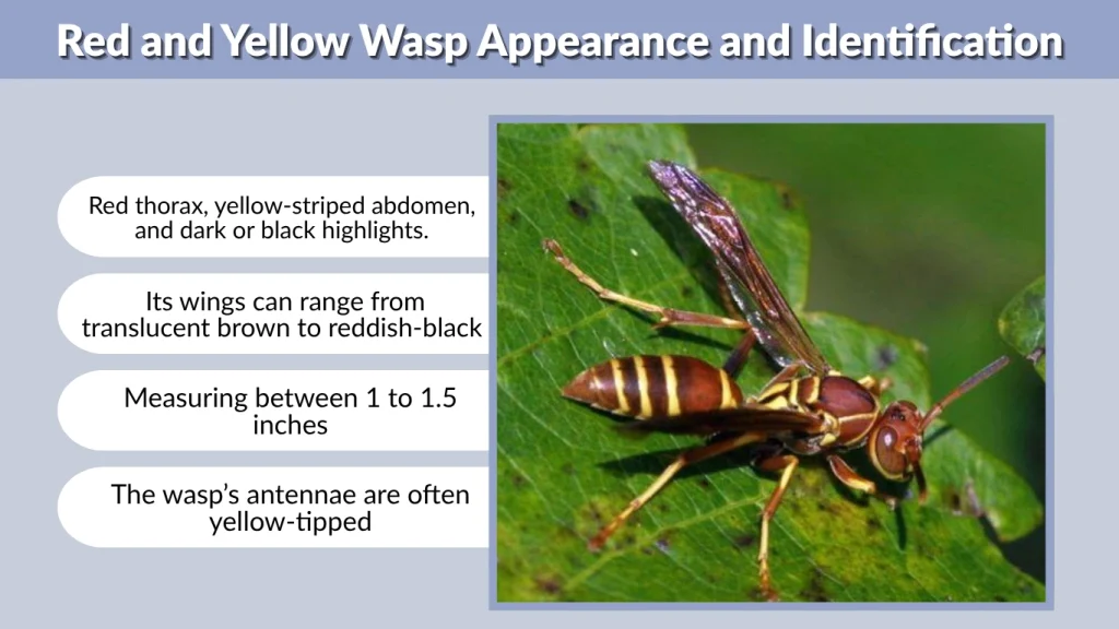 Red and Yellow Wasp: Identification, Habitat, and Sting Facts