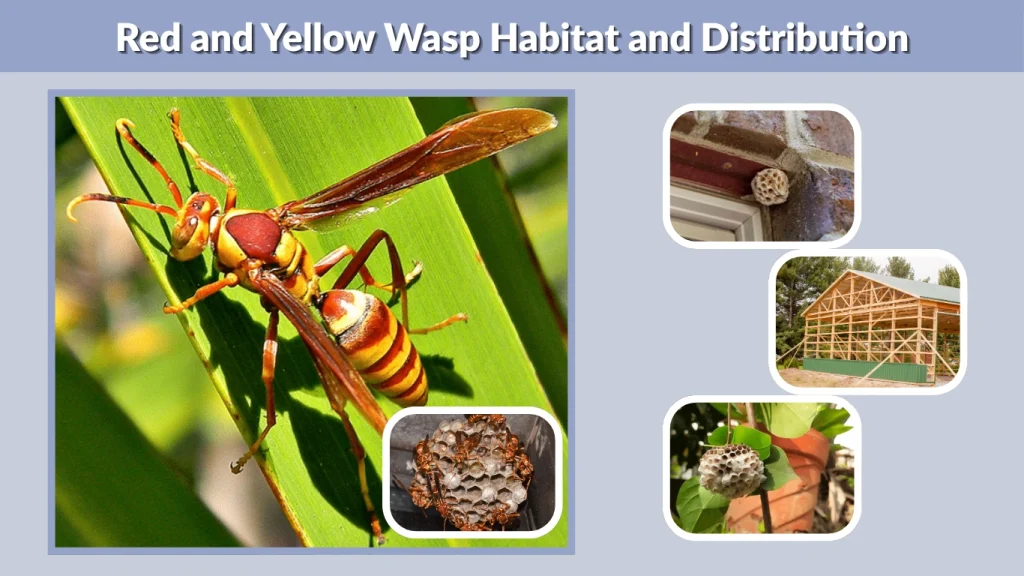 Red and Yellow Wasp: Identification, Habitat, and Sting Facts