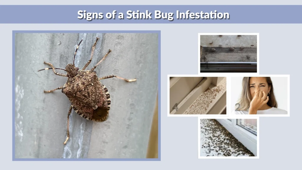 Stink Bug Infestation: Causes, Signs, and How to Get Rid of Them
