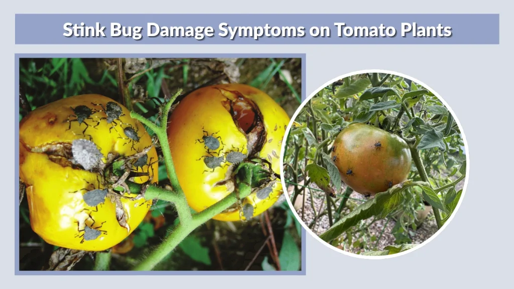 Stink Bugs on Tomato Plants: Damage, Control, and Natural Repellents