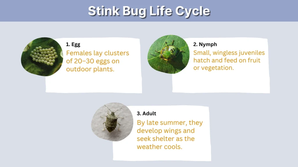 Stink Bugs in the House: Causes, Prevention, and Effective Removal