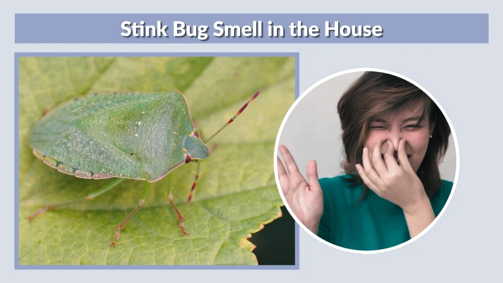 Stink Bugs in the House: Causes, Prevention, and Effective Removal