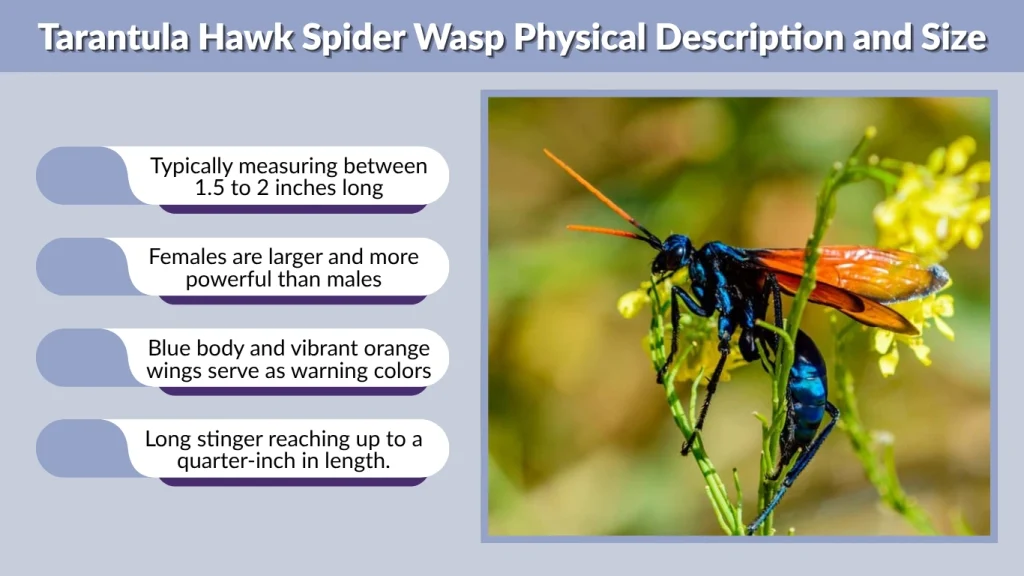 Tarantula Hawk Wasp: Size, Sting, Habitat, Identification and Facts
