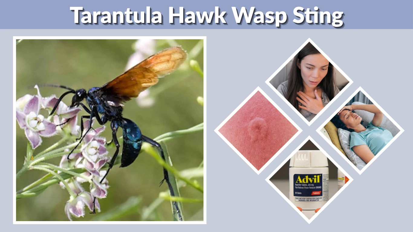 Tarantula Hawk Wasp Sting: Pain, Symptoms, and Treatment