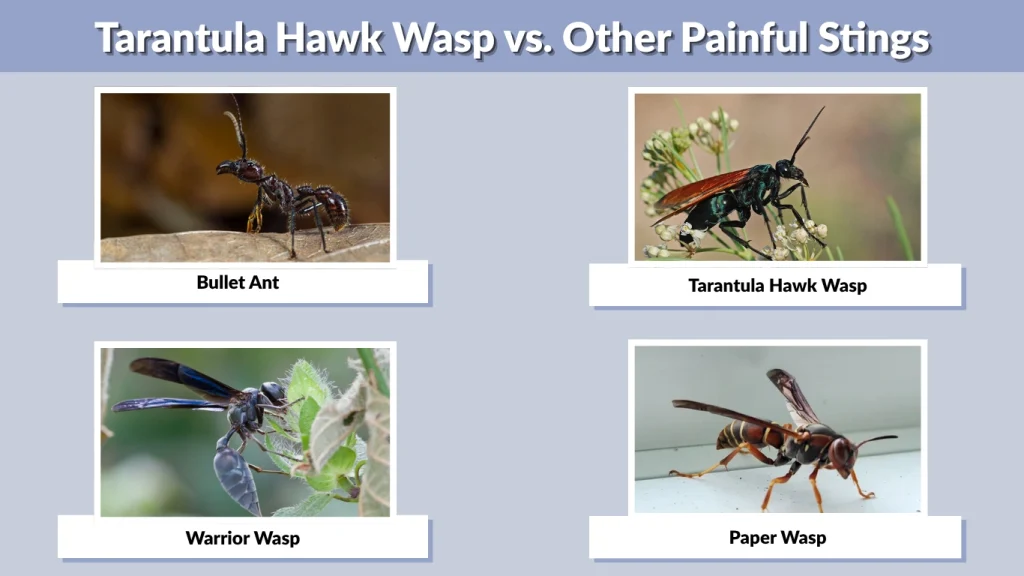 Tarantula Hawk Wasp Sting: Pain, Symptoms, and Treatment