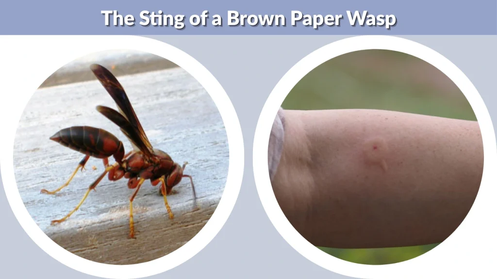 Brown Paper Wasps: Identification, Behavior, and Control Guide