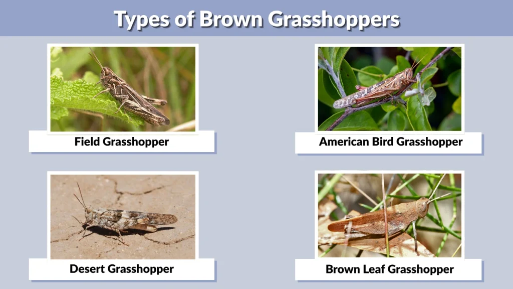 Brown Grasshopper: Identification, Meaning, and Facts