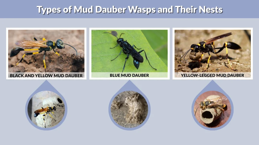 Mud Dauber Wasp Nest: Identification, Removal, and Facts