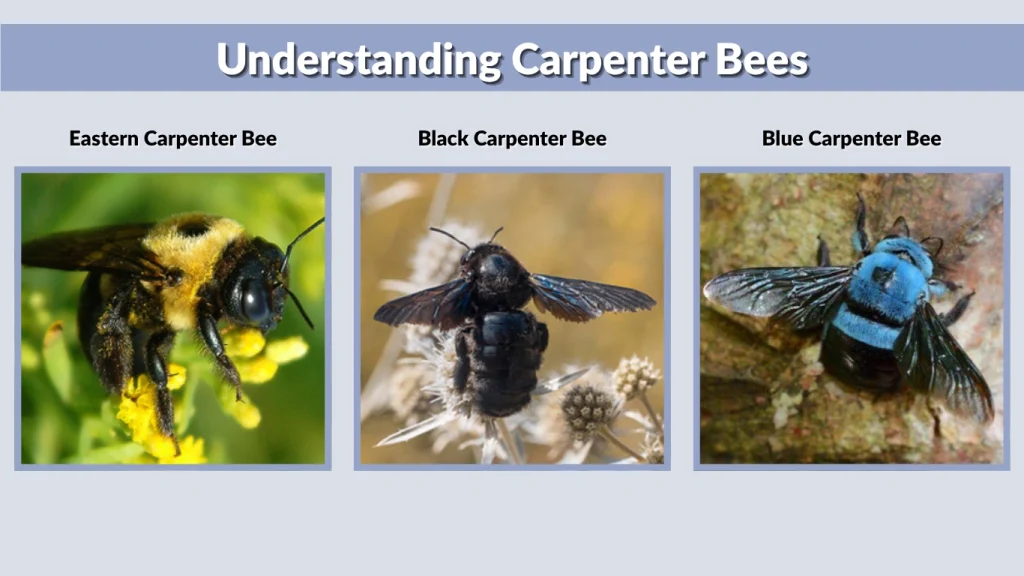 Are Carpenter Bees Dangerous? Everything You Need to Know