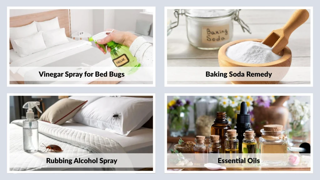 15 Effective Home Remedies for Bed Bugs That Actually Work