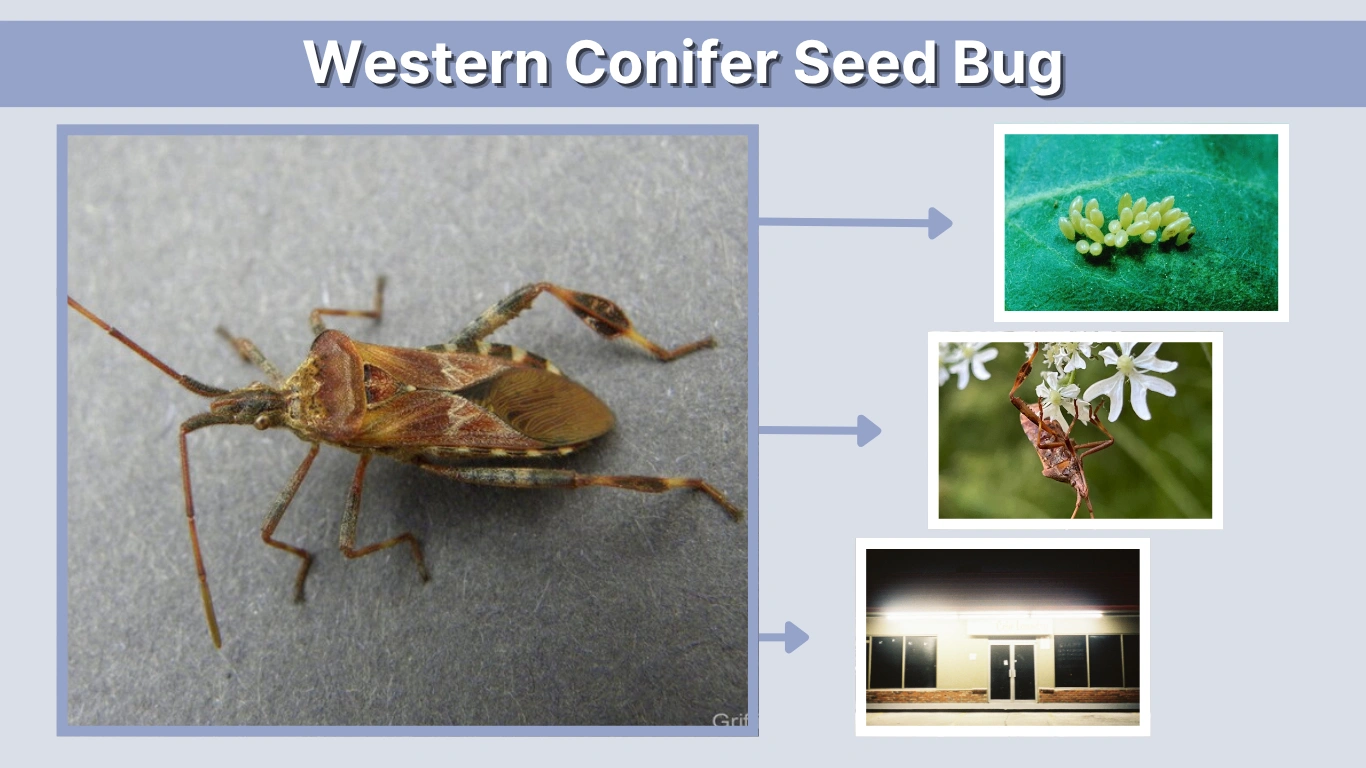 Western Conifer Seed Bug (Leptoglossus occidentalis): Identification ...