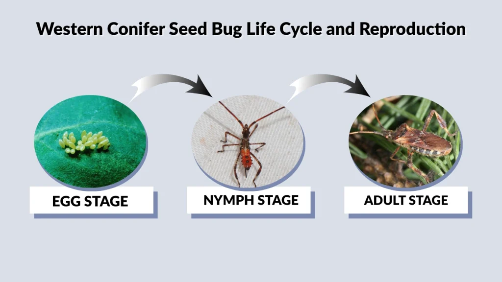 Western Conifer Seed Bug (Leptoglossus occidentalis): Identification ...