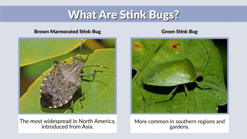 Stink Bugs in the House: Causes, Prevention, and Effective Removal