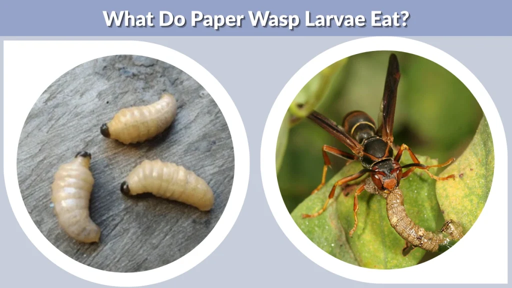 What Do Paper Wasps Eat? Diet and Feeding Habits